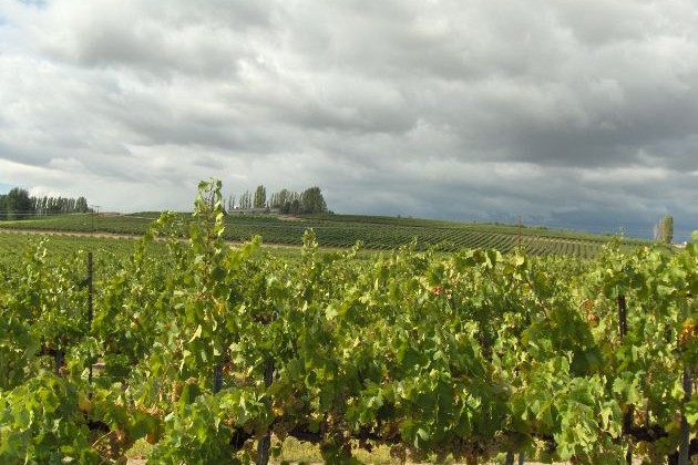 vineyard lower wield